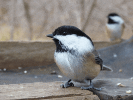 Chickadee GIFs - Find & Share on GIPHY