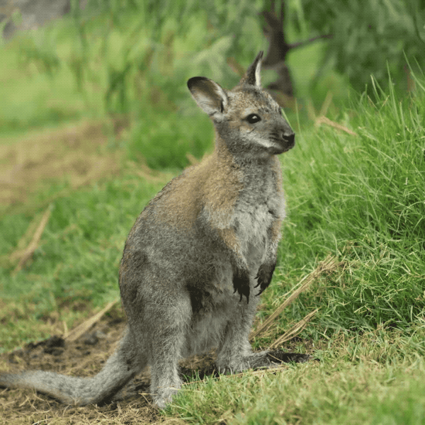 Happy Safari Park GIF by San Diego Zoo - Find & Share on GIPHY