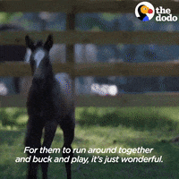 Animals Working Together Gif