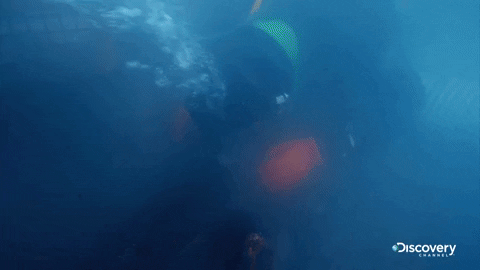 Discovery Channel Omg GIF by Discovery Europe - Find & Share on GIPHY