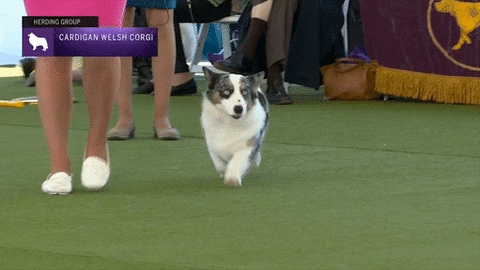 Cardigan-welsh-corgi GIFs - Get the best GIF on GIPHY