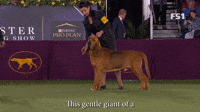 Gentle-giants GIFs - Get the best GIF on GIPHY