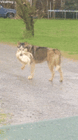 Dog-spotted-carrying-chicken-releases-it GIFs - Get the best GIF on GIPHY