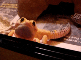 Leopard Geckos GIFs - Find & Share on GIPHY