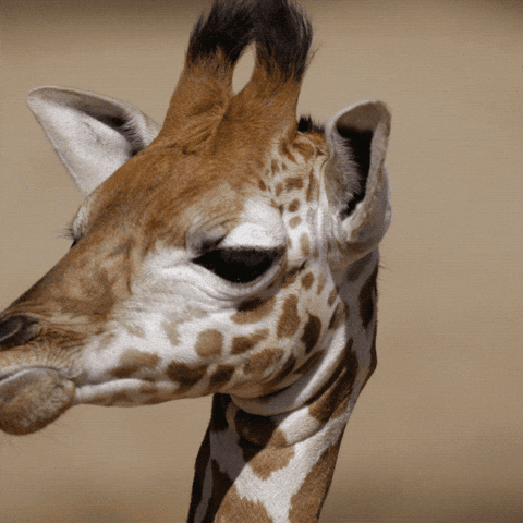 Baby Giraffe GIFs - Get the best GIF on GIPHY