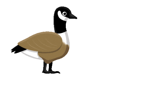 Goose Geese Sticker by Wichita State University for iOS & Android | GIPHY