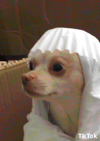 Shocked Fed Up GIF by TikTok - Find & Share on GIPHY