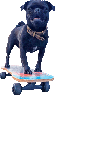 Dog Skateboard Sticker by Tales&Tails for iOS & Android | GIPHY