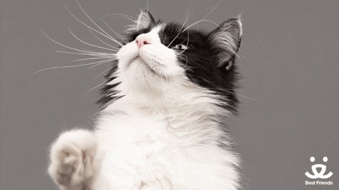 Excited Cat GIF by Best Friends Animal Society - Find & Share on GIPHY