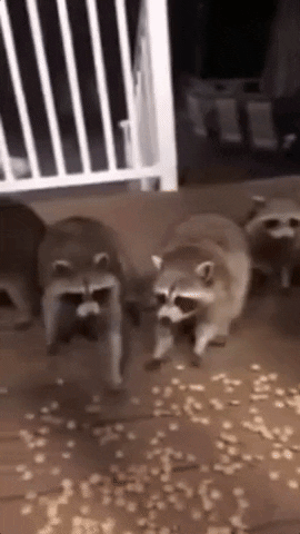 Baby Raccoon Gif