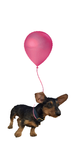 Dog Moon Sticker by Tales&Tails for iOS & Android | GIPHY
