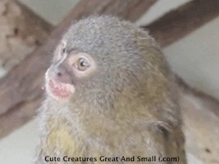 Top Ten GIFs on GIPHY - Be Animated