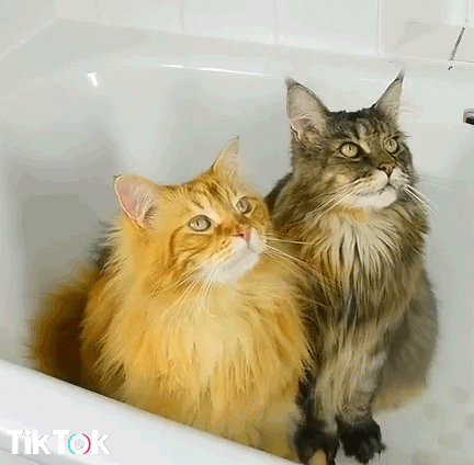 Cat What GIF by TikTok - Find & Share on GIPHY