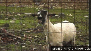 Screaming Sheep Gif