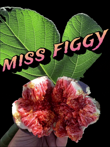 Fig GIF by Efecantarim - Find & Share on GIPHY