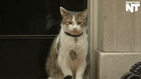 David Cameron Cat GIF by NowThis - Find & Share on GIPHY