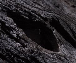 Nocturnal GIFs - Get the best GIF on GIPHY