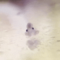 Baby Animal Love GIF by OctoNation - Find & Share on GIPHY
