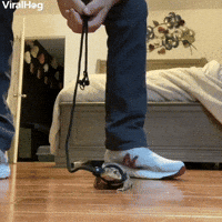 Leash GIFs - Get the best GIF on GIPHY