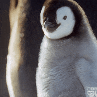 Angry Penguin Gif