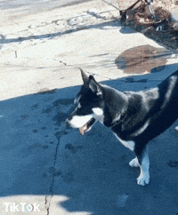 Shocked Dog Gif