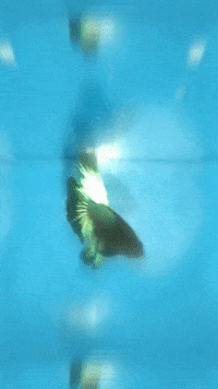 Betta Fish Fighting Gif