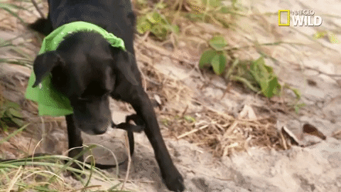 Pupparazzi Puppy Potty Face GIF by Nat Geo Wild - Find & Share on GIPHY