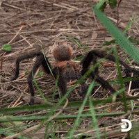 Jumping Spider Gif