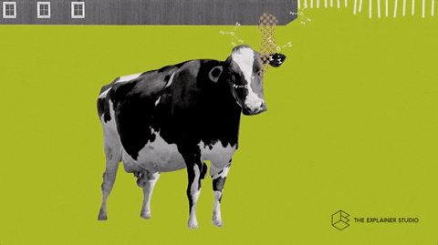 Animation Cow GIF by The Explainer Studio - Find & Share on GIPHY