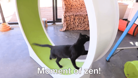 Kitten Break by Best Friends Animal Society | GIPHY