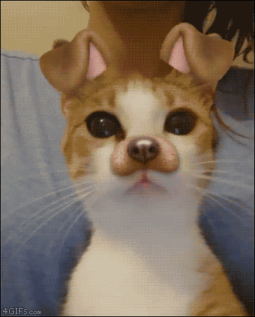 Streaking Cat GIFs - Get the best GIF on GIPHY