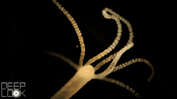 Water Hydra GIF by PBS Digital Studios - Find & Share on GIPHY