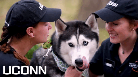 Uconn GIFs - Get the best GIF on GIPHY