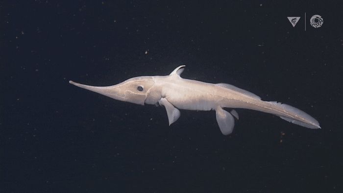 Deep Sea Ghost GIF by Monterey Bay Aquarium - Find & Share on GIPHY