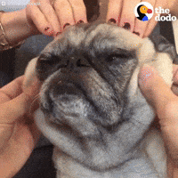 Dog Pug GIF by The Dodo - Find & Share on GIPHY