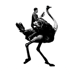 Riding Ostrich Gif