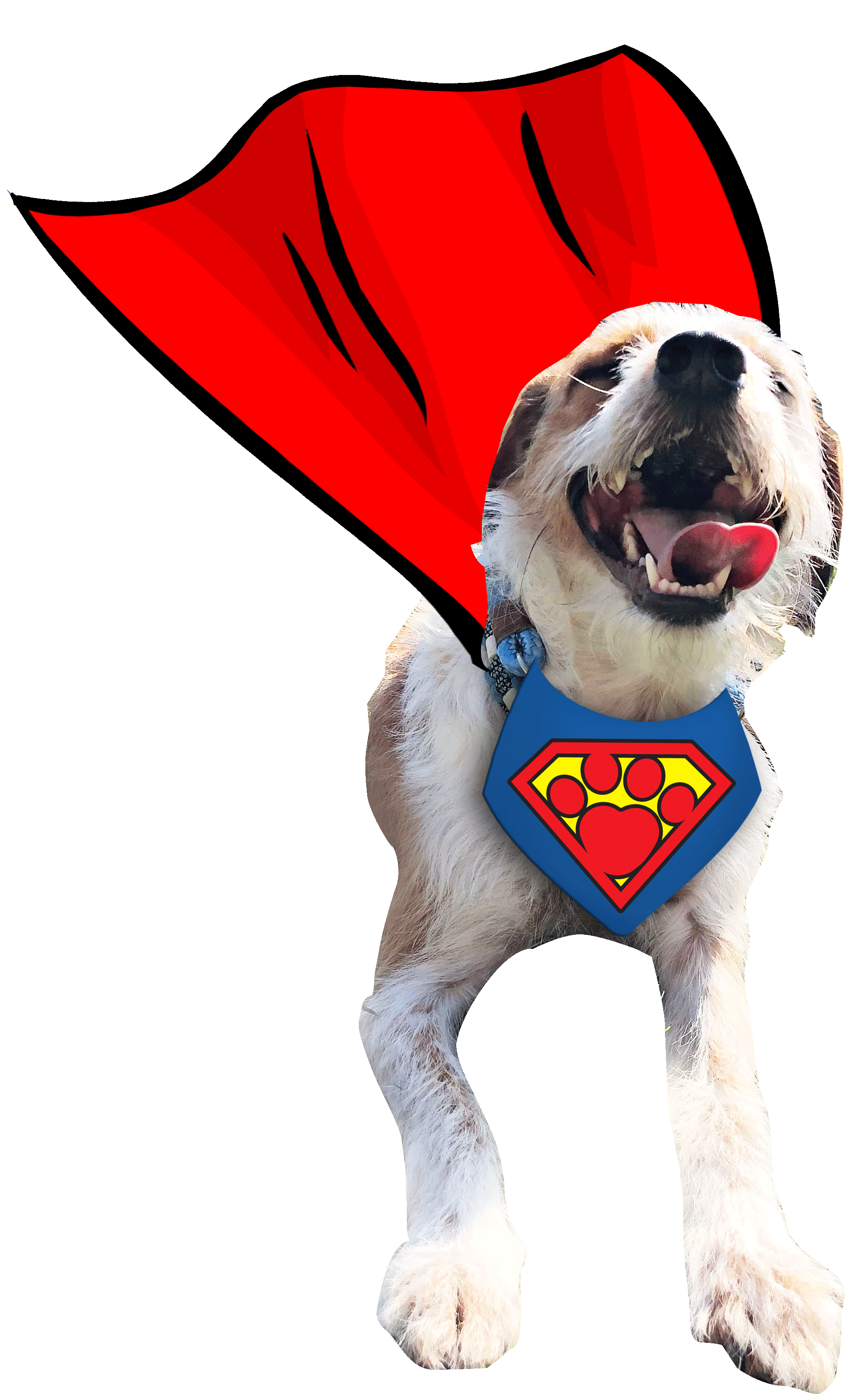 Dog Tnt Sticker by Tales&Tails for iOS & Android | GIPHY