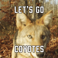 Lets-go-coyotes GIFs - Get the best GIF on GIPHY