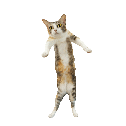 Cat Standing Up Gif