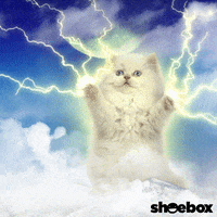 Vibing Cat Gif Pfp - Natsu Wallpaper