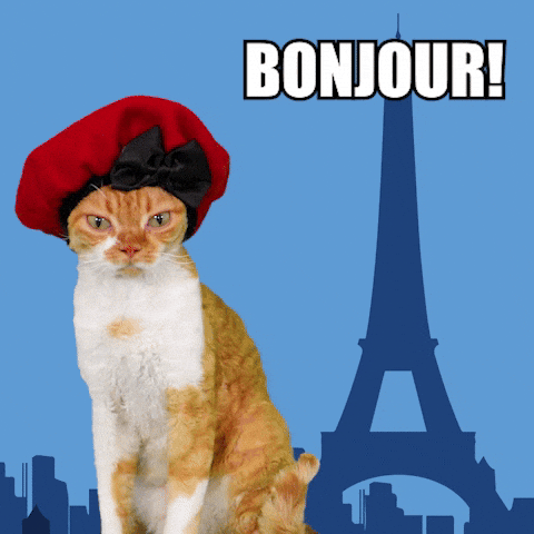 French-cat GIFs - Get the best GIF on GIPHY