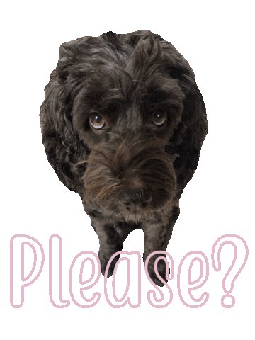 Puppy Dog Eyes Please