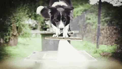 Border Collie Dog GIF by Ninjadogs by Hundeschule Heinrichsen - Find ...