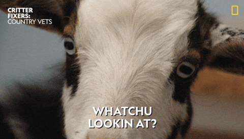 Whatchu Lookin At GIFs - Find & Share on GIPHY