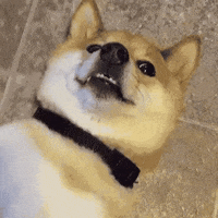 Angry Corgi Gif