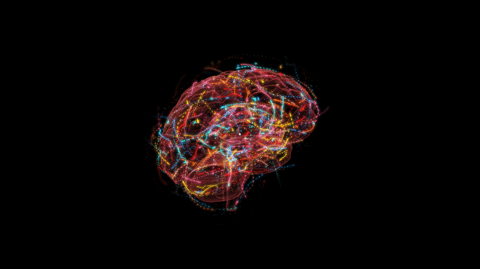 Neurobiologia de la Intuición