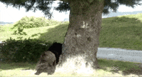 Japanese Flying Squirrel Gif