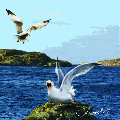 Seagull GIFs - Find & Share on GIPHY