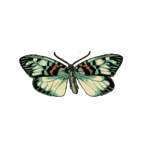 Insectos GIFs on GIPHY - Be Animated