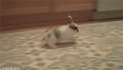 Cute Rabbit GIFs - Find & Share on GIPHY